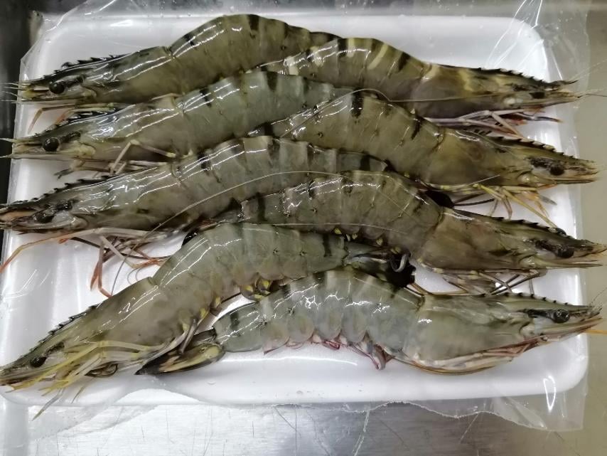 Seachamp Foods Corporation